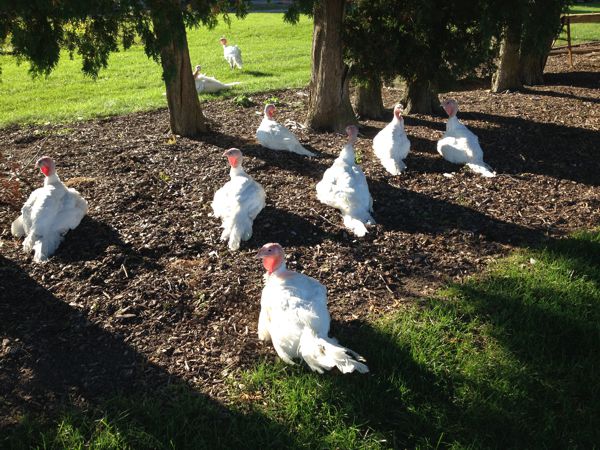 Our Poultry – KC Acres