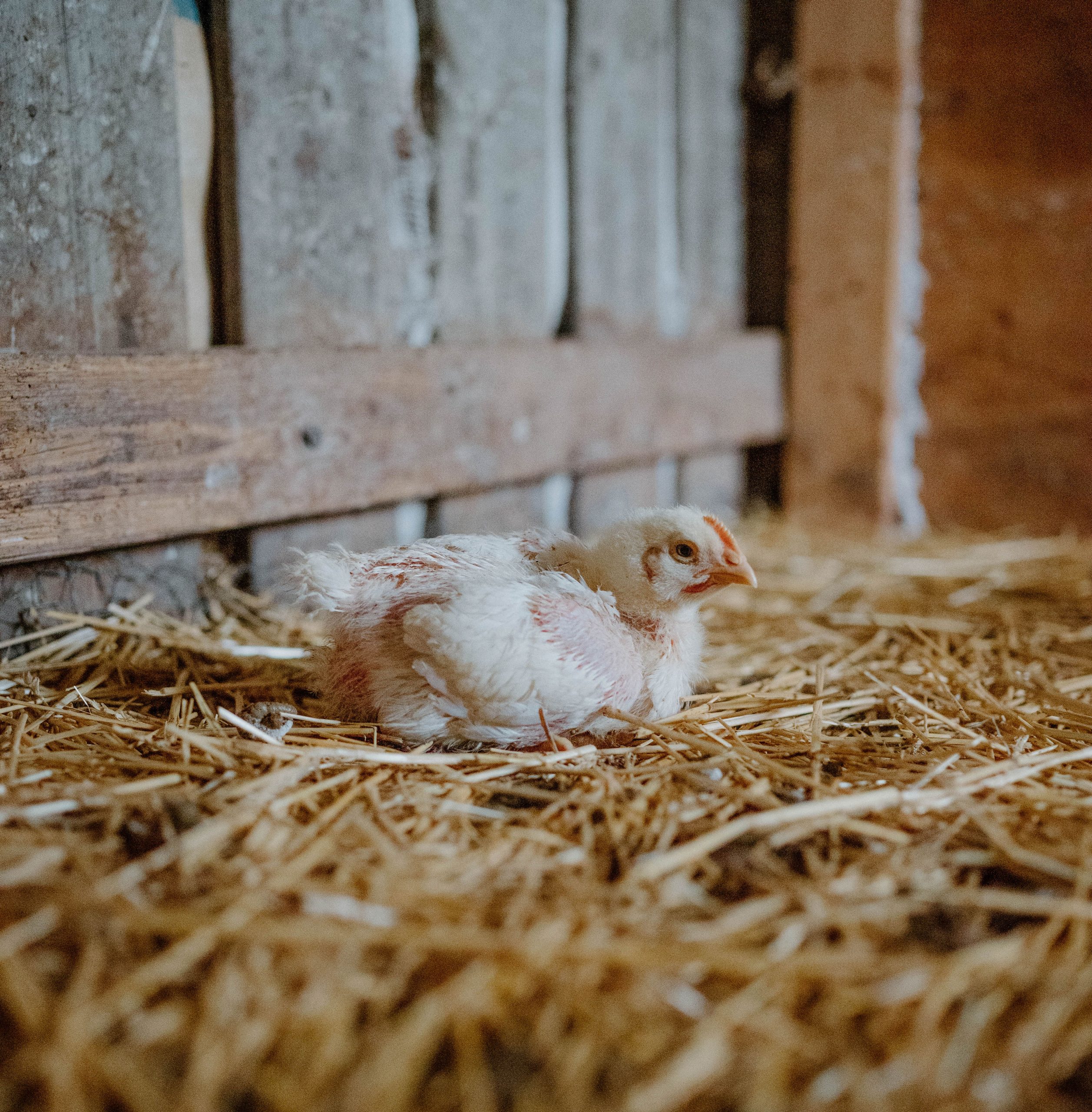 Our Poultry – KC Acres